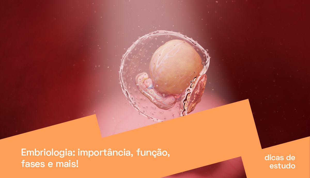 Embriologia: importância, função, fases e mais! | PRAVALER